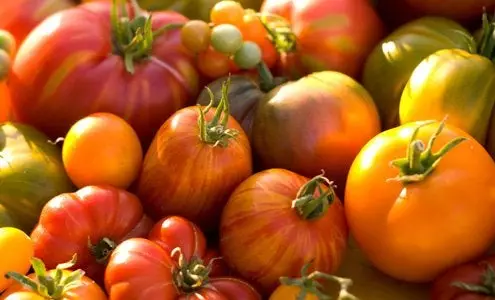 Uzgajanje paradajza