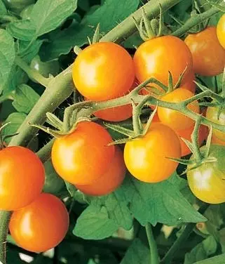 Pomidor yetişdirilməsi - Günəş Qızıl Hibrid