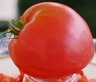 Pomidorų auginimas - Anna rusiška