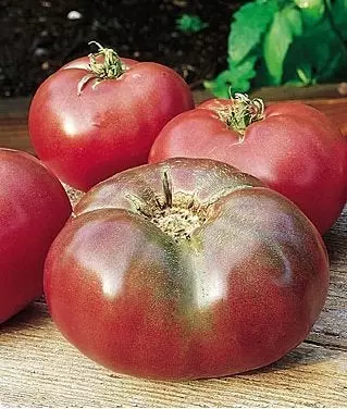 成長するトマト-チェロキーパープル