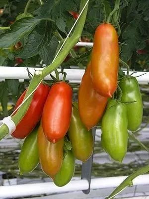 Tomatite kasvatamine - San Marzano