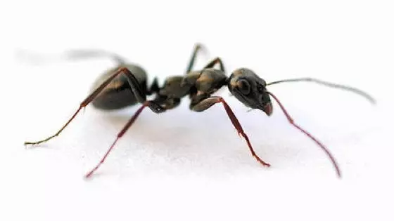 Tesarski mravlji