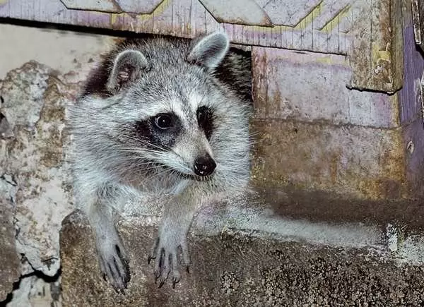 Raccoons hakda maglumatlar