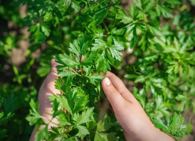 你可能采错了草药——这里是如何正确地做以获得最大产量 674_3