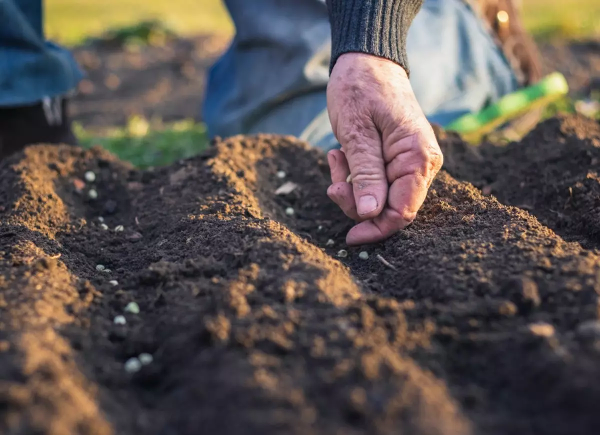 Configura el teu jardí per tenir èxit fent comandes en línia a aquestes empreses de llavors