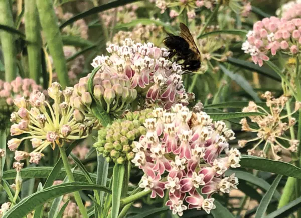 botaniske interesser frø