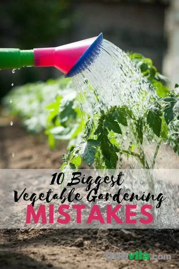 chyby, které děláte v zeleninové zahradě