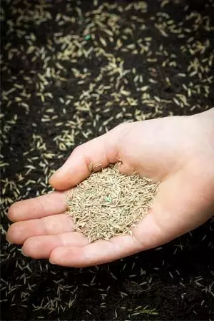 Les llavors d'herba van malament: impacte en la qualitat de les llavors