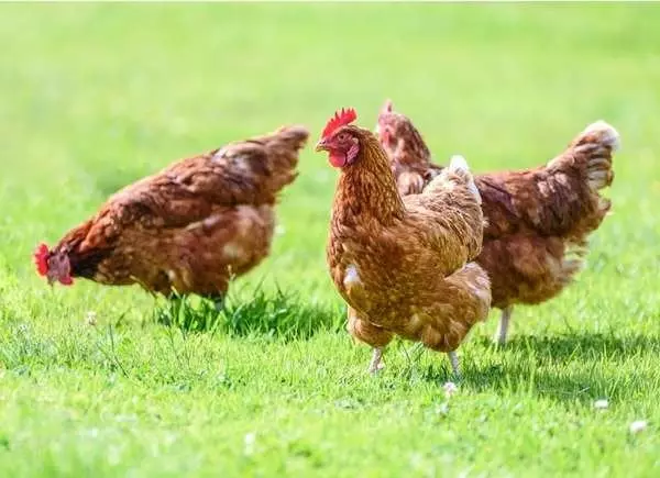 Как выращивать цыплят