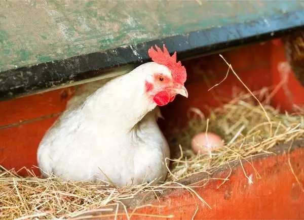 Magkaroon ng mga nesting box para sa mga hens