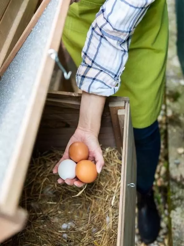 مرغ ها به صورت فصلی تخم بیشتری می گذارند