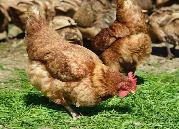 Hühner legen Eier ohne Hahn
