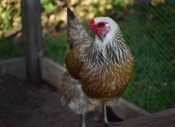 Različite kokoši nose različita jaja