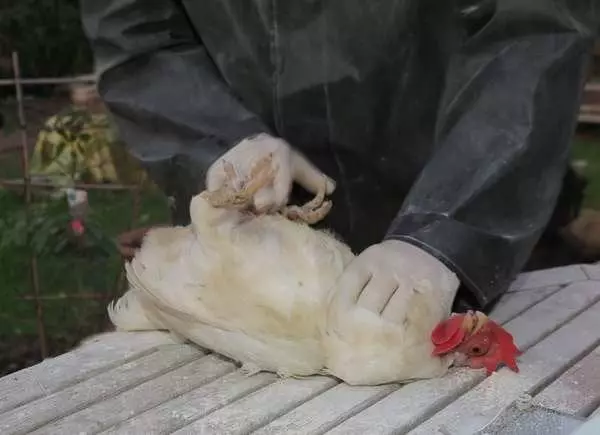 Ako vyliečiť kura
