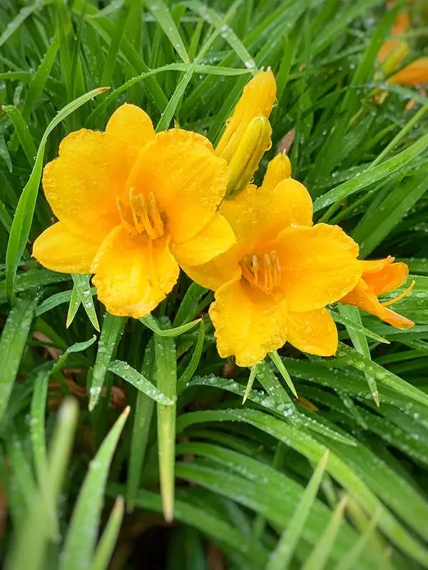 Daylilies သည် ကြီးထွားရန်လွယ်ကူသည်။