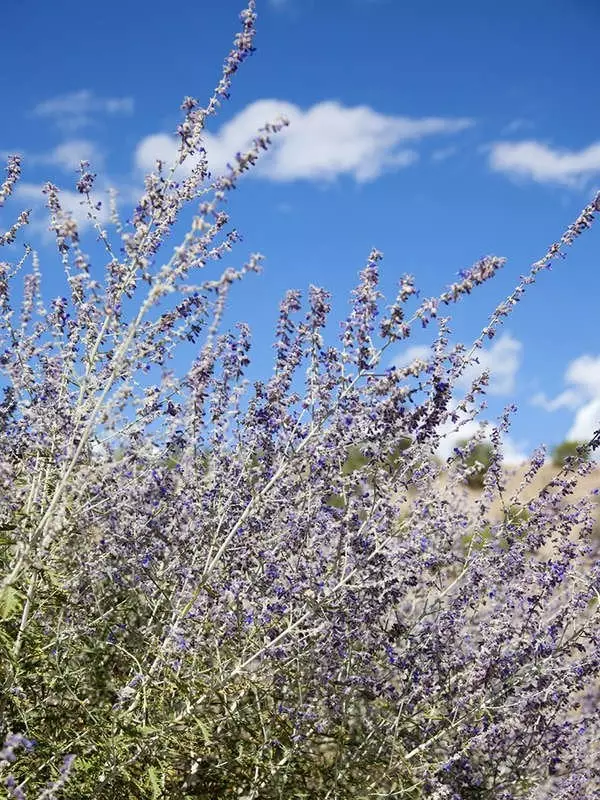 Russian Sage သည် ကြီးထွားရန်လွယ်ကူသည်။