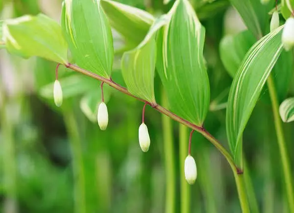 မျိုးမျိုးကွဲ Solomon Seal သည် ကြီးထွားရန်လွယ်ကူသည်။