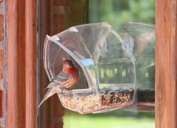 okienny karmnik dla ptaków