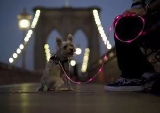 Lights-Up Dog Leash