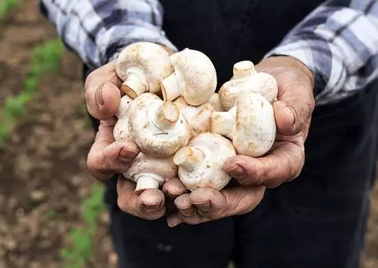 Вирощувати гриби з тирсою
