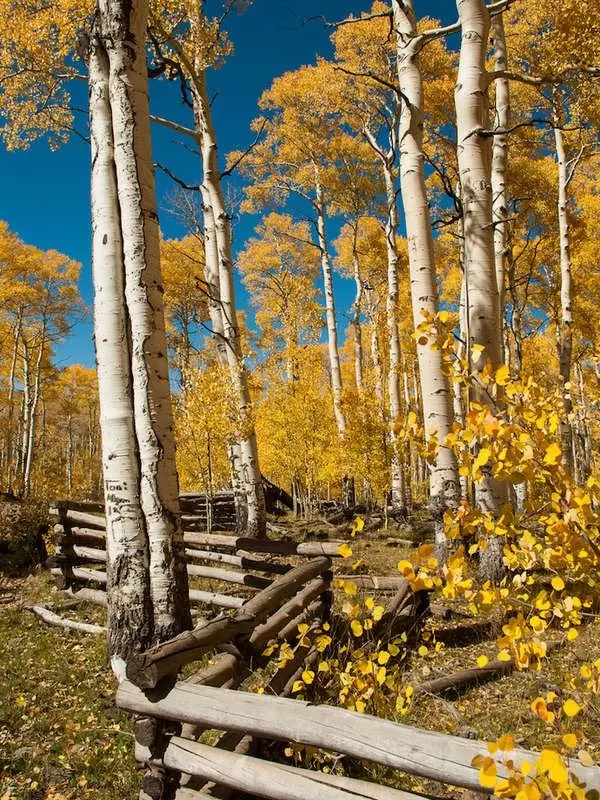 Quaking Aspen