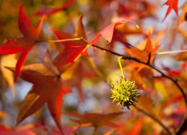 Sweetgum