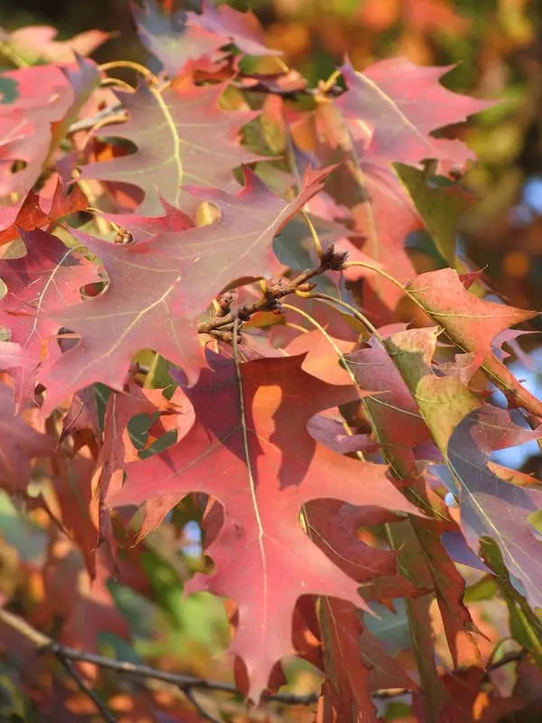 Oak Merah Utara