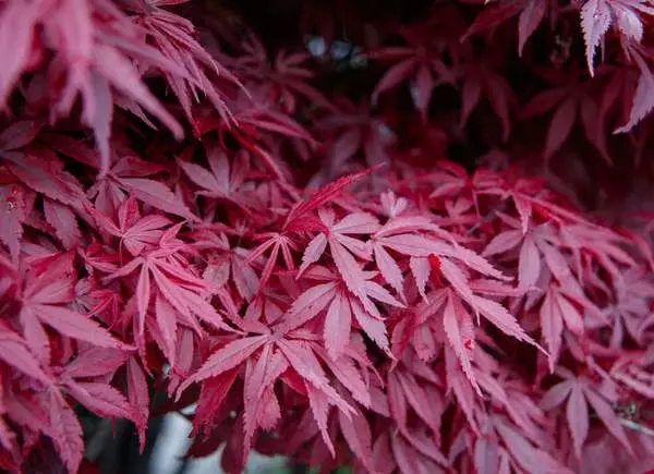 Japanske Maple