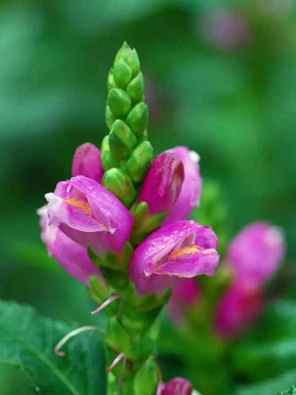 Turtlehead Chelone восеньскія кветкі