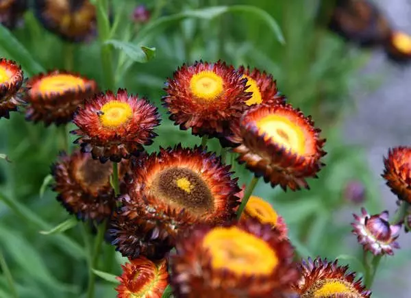 Strawflower Восеньскія кветкі