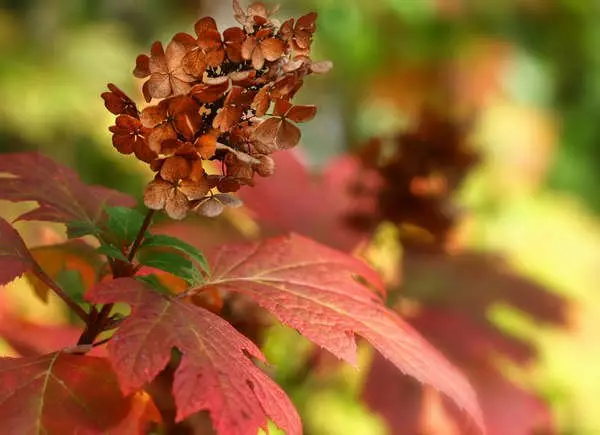 Oakleaf Hydrangea ਦੇਖਭਾਲ