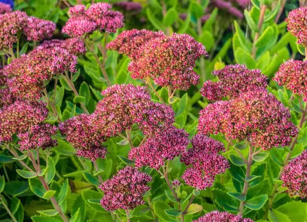 Rosy Glow Sedum Восеньскія кветкі