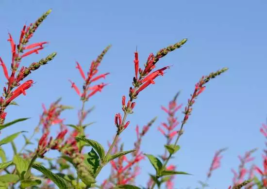 Pineapple Sage