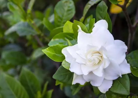 Aroma Gardenia