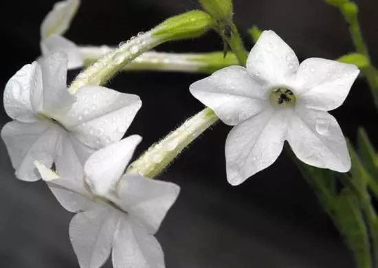 Tembakau Jasmine