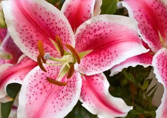 Stargazer Lily