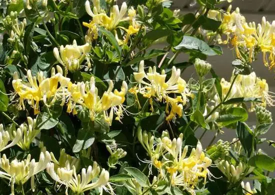 Aroma Honeysuckle