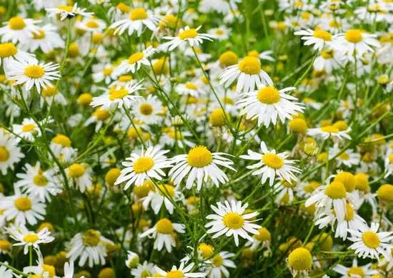 Chamomile Jerman