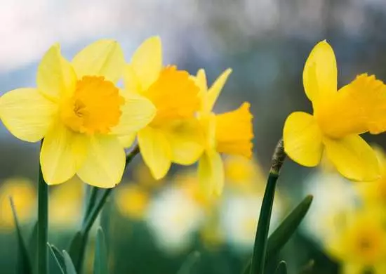 Baby Moon Daffodil