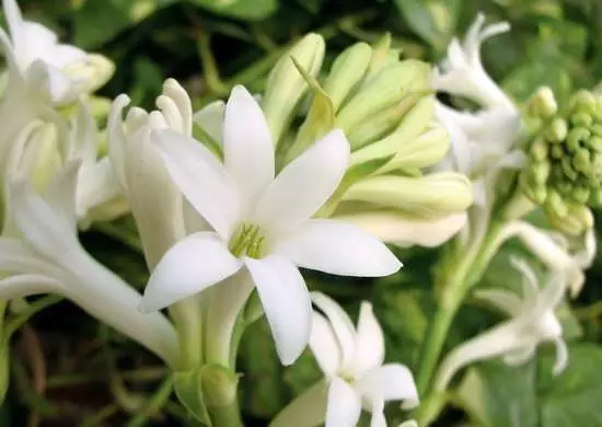 Tuberose