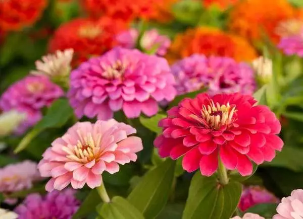 Zinnia