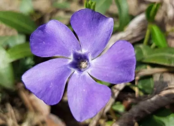 Vinca