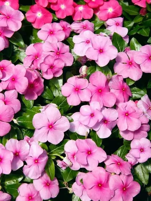 Impatiens