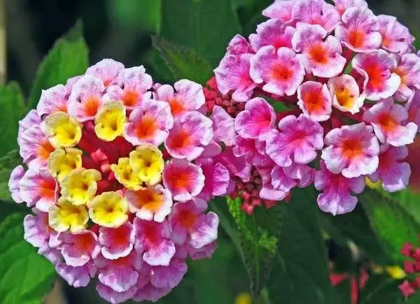 Lantana