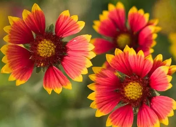 Gaillardia