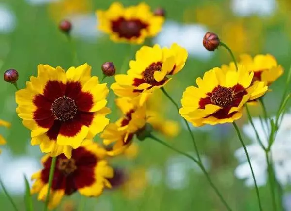 Coreopsis