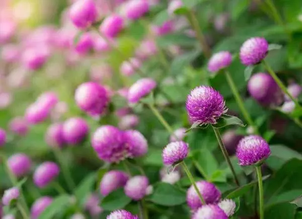 Globe Amaranth