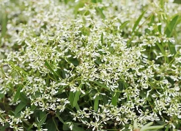 Baby's-Breath Euphorbia