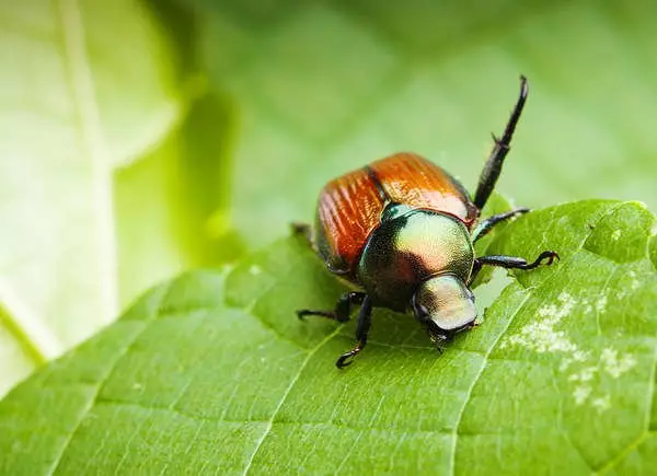 escarabajos japoneses