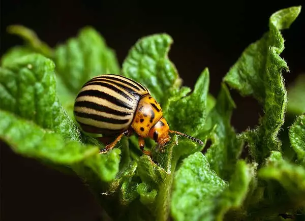 Kumbang kentang Colorado